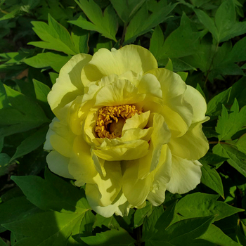 High Noon Yellow Fragrant Japanese Peony Plant - Buy yellow tree peony ...