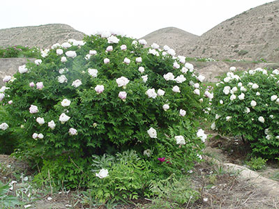 Tree Peony, Paeonia Lactiflora, Chinese Peony, White Peony, Peony Oil ...