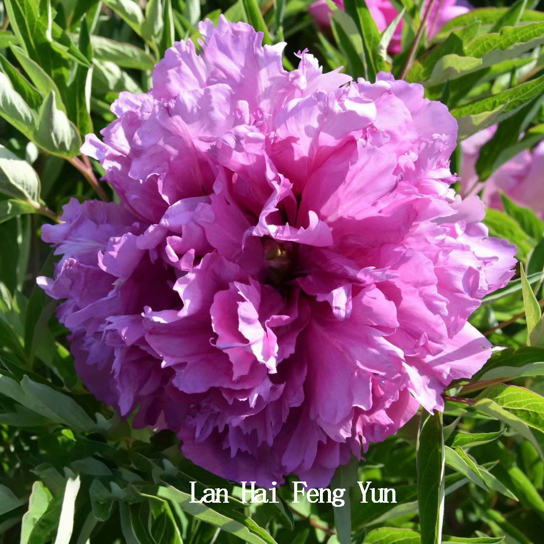 Lan Hai Feng Yun Blue Charming Park Tree Peony Root - Buy Moutan ...