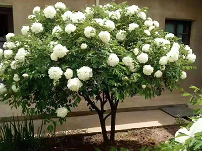 Tree Peony, Paeonia Lactiflora, Chinese Peony, White Peony, Peony Oil ...