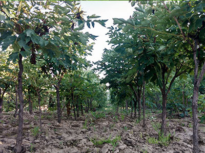 Tree Peony, Paeonia Lactiflora, Chinese Peony, White Peony, Peony Oil ...