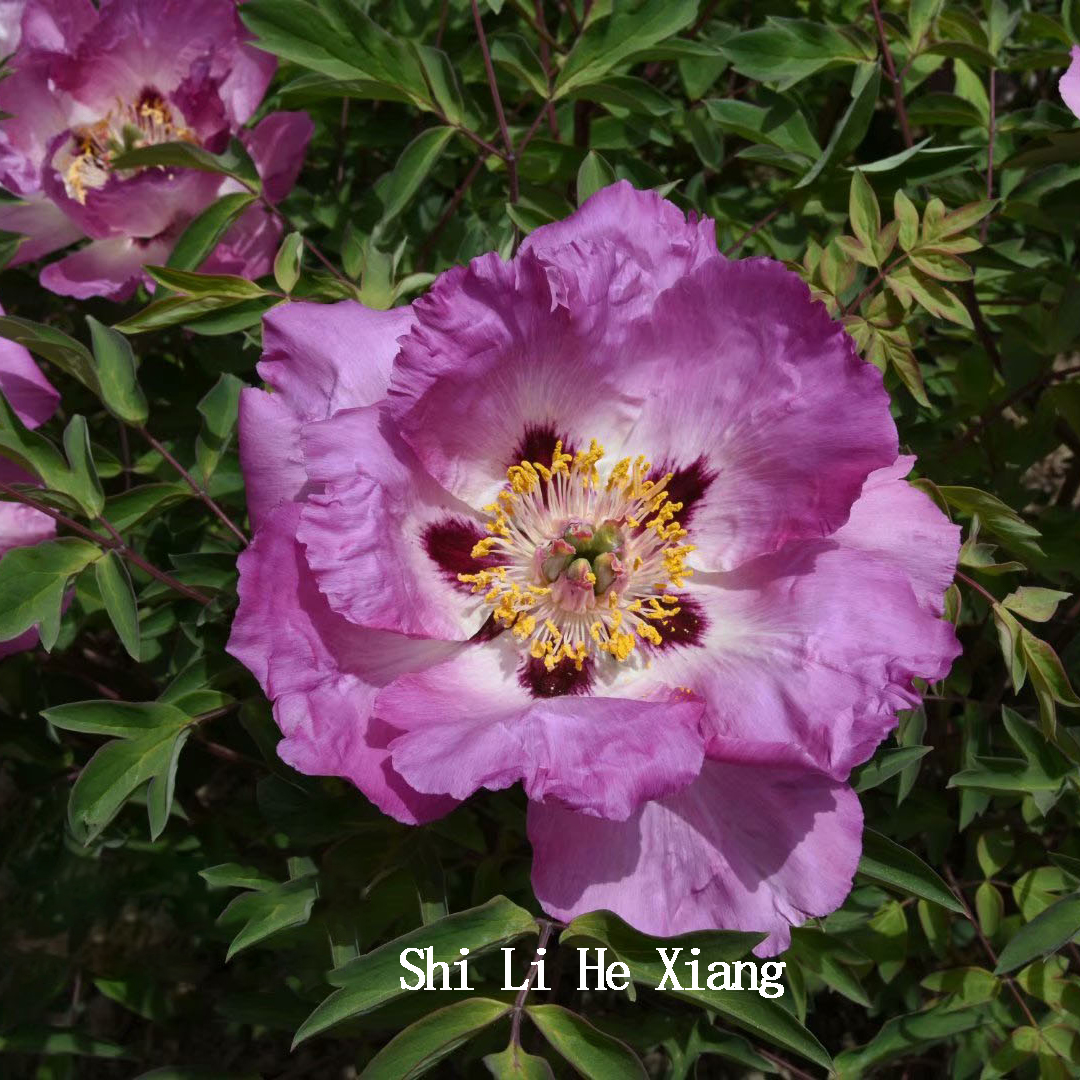 - Buy Product on Big Tree Peony-Shi Li He Xiang new multi-color China ...